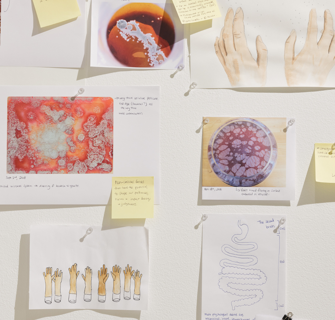 Gut Feelings, Fermenting Feminism, 2019 – Alanna Lynch